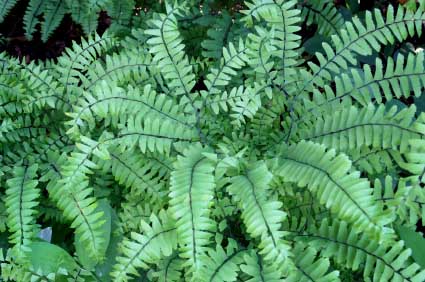Adiantum