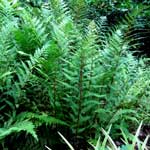 Athyrium