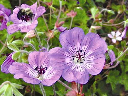 Geranium