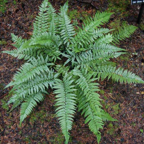 Polystichum
