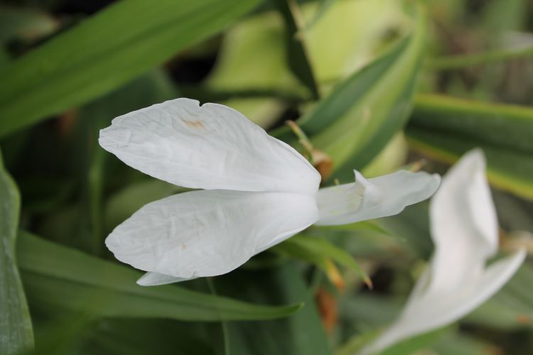 Roscoea