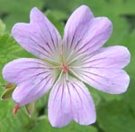 Geranium